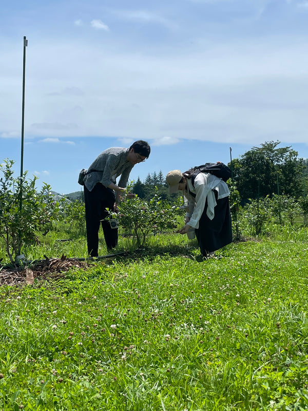 BLUE BLUEBERRY FARMとorata.netのオンラインショップ – BLUE BLUEBERRY FARM and orata ...